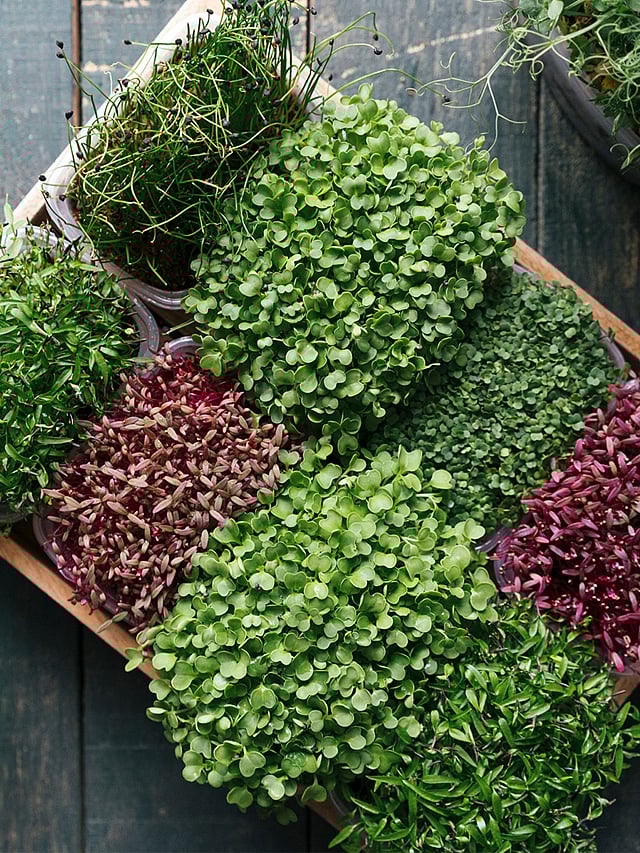 what is Micro greens and it's benefits | Micro Greens எனப்படும் 'நுண் ...