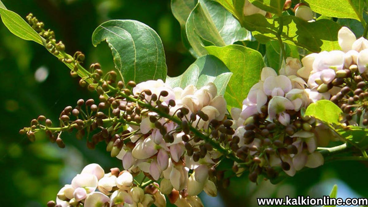 புங்கை மரத்தின் மருத்துவ குணங்கள்... இத்தனை நாள் இது தெரியாம போச்சே ...