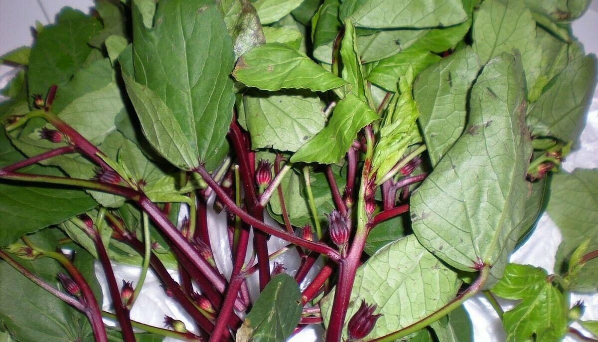 புளிச்சக்கீரையில் உள்ள இனிப்பான நன்மைகள்! Sweet benefits of Pulicha Keerai
