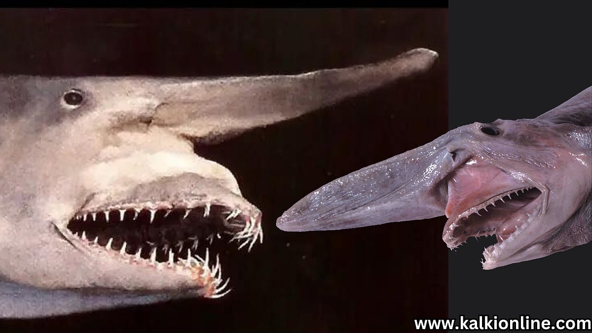 Goblin Shark: பாக்கவே பயங்கரமா இருக்கே.. அவ்ளோ ஆழத்துல எப்படி வாழுது ...