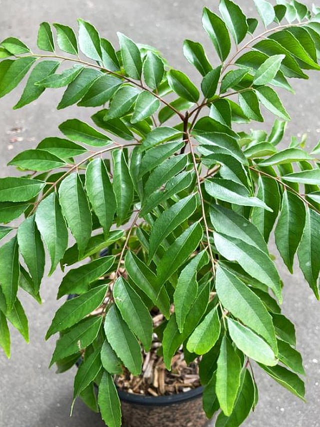 Benefits of karuvepillai | கறிவேப்பிலை இருக்க கவலை எதற்கு?