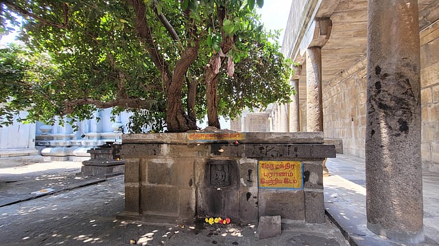 அபூர்வ தல விருட்சம் குரா மரம் பற்றித் தெரியுமா? Do you know about rare ...