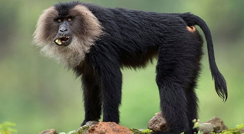 இந்திய அரிய விலங்குகள்: அழிவின் விளிம்பில் உள்ள சிங்கவால் குரங்கு ...