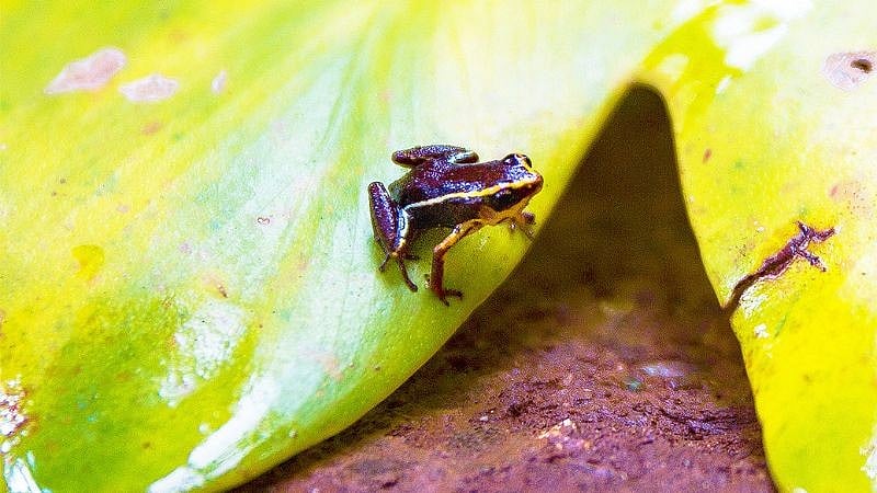 Monte Iberia Dwarf Frog: Eleutherodactylus Iberia : உலகின் மிக சிறிய ...