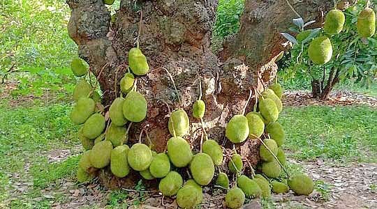 ‘ஆயிரம் காய்ச்சி அதிசய பலா மரம்’ எங்குள்ளது தெரியுமா? Aayiram Kaaychi ...