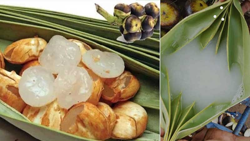 நுங்கும் பதநீரும் கோடை காலத்தின் கொடைகள்! Nungu and pathaneer are the ...