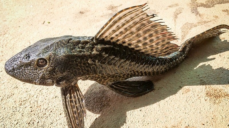 Armored catfish: பாலைவனத்திலும் வாழும் அபூர்வ மீன்! Armored catfish: A ...