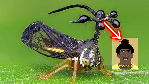 Brazilian Treehopper: மண்டை மேல கொண்டை வச்சிருக்கானே எவன்டா இவன்? The ...