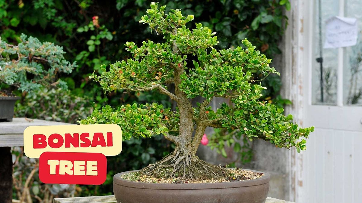 வீட்டுக்கு அழகு சேர்க்கும் போன்சாய் மரம் வளர்ப்பு மற்றும் பராமரிப்பு! | Bonsai tree cultivation ...