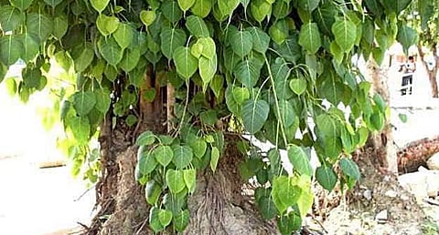 அரச மரம் வழங்கும் மருத்துவ நன்மைகளை அறிவோம்! We know the medicinal ...