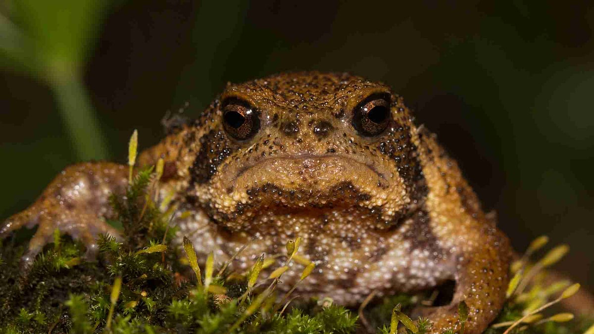 Cape Rain Frog: வித்தியாசமான தென்னாப்பிரிக்க தவளை இனம்! Cape Rain Frog ...