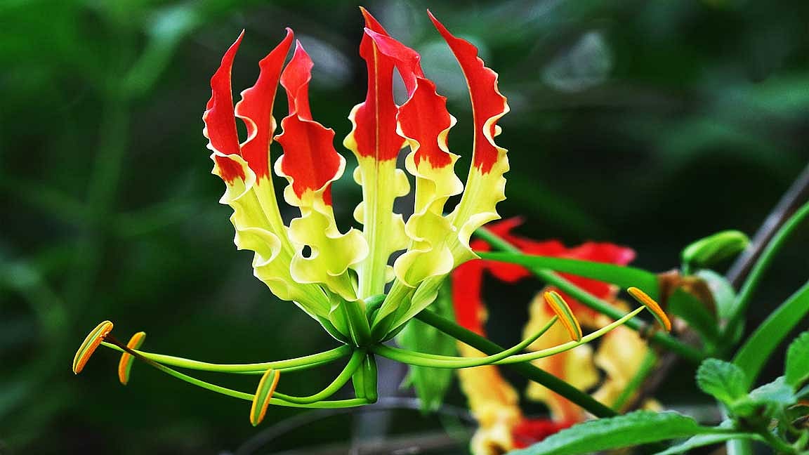 Tamil Nadu state flower senganthal uses!