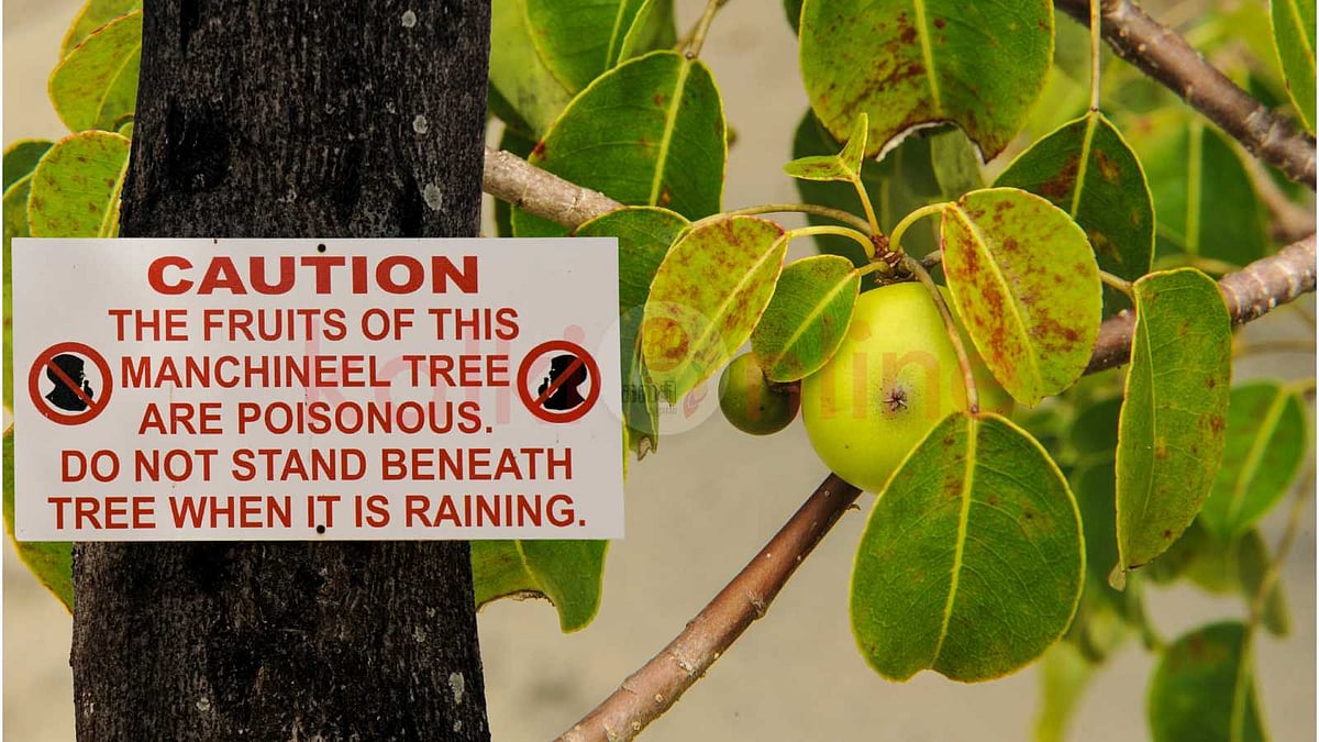 மனிதனை முடக்கி போடும் மான்சினீல் விஷ மரங்கள்! | Manchineel poisonous ...