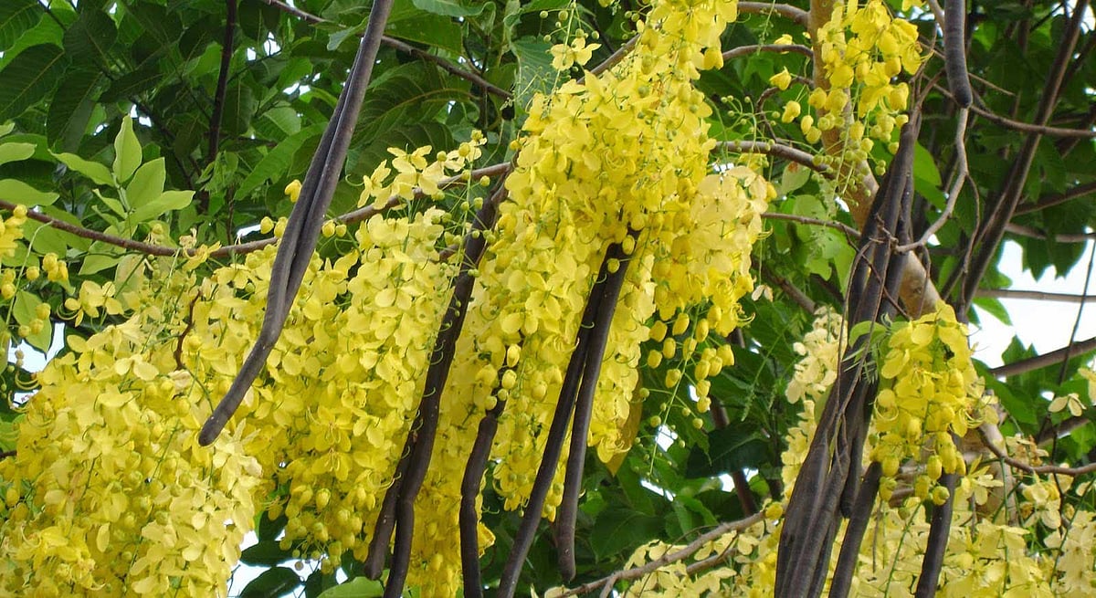 கொன்றை பூவின் ஆரோக்கிய மகத்துவம் தெரியுமா? Do you know the health ...