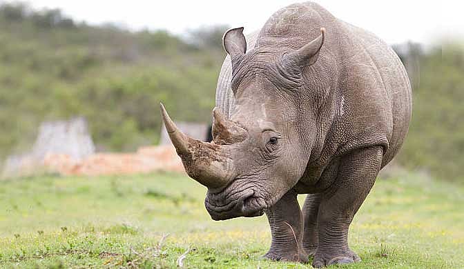 தந்தத்துக்கு நிகரான கொம்புகளைக் கொண்ட காண்டாமிருகங்கள்! Rhinoceros with ...