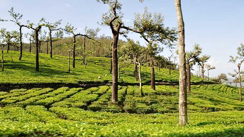 இயற்கை எழில் கொஞ்சும் மாஞ்சோலை பற்றி உங்களுக்கு தெரியுமா? Do you know ...