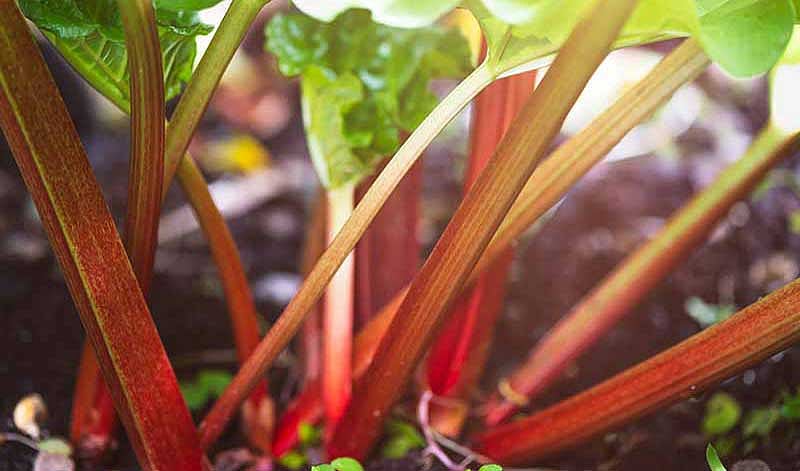 ருபார்ப் காயிலுள்ள ஆரோக்கிய நன்மைகள் தெரியுமா? Do you know the health ...