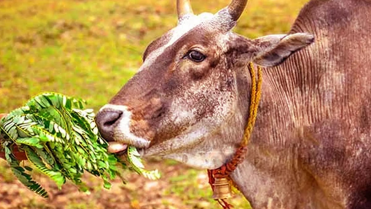 பசுவிற்கு ஏன் அகத்திக்கீரை கொடுக்கிறார்கள் தெரியுமா? Do you know why ...