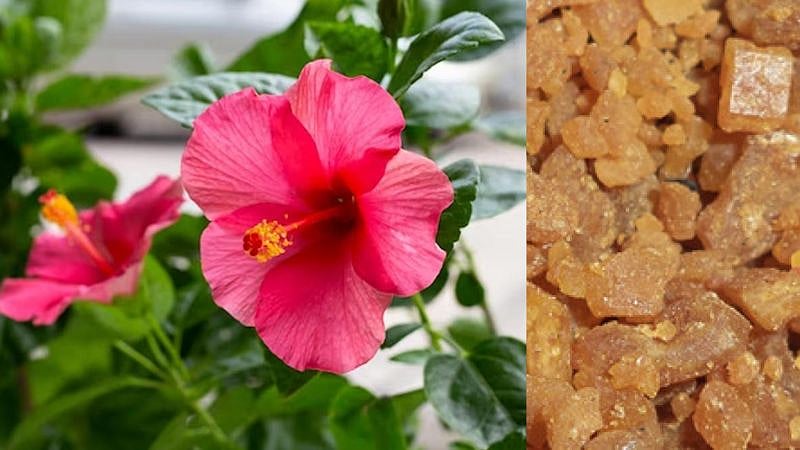 semparuthi flower that keeps beauty and health!