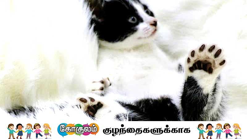 Let's learn about Hemingway's cats?