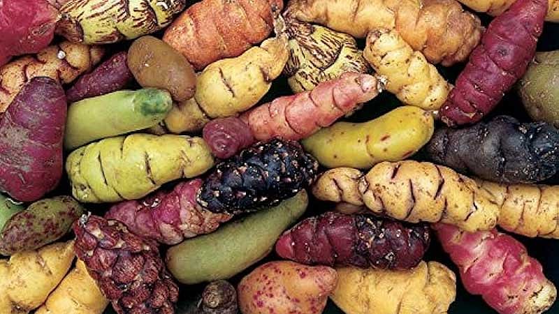 ஓகா வெஜிட்டபிள் தெரியுமா உங்களுக்கு? Do you know Oga vegetable?