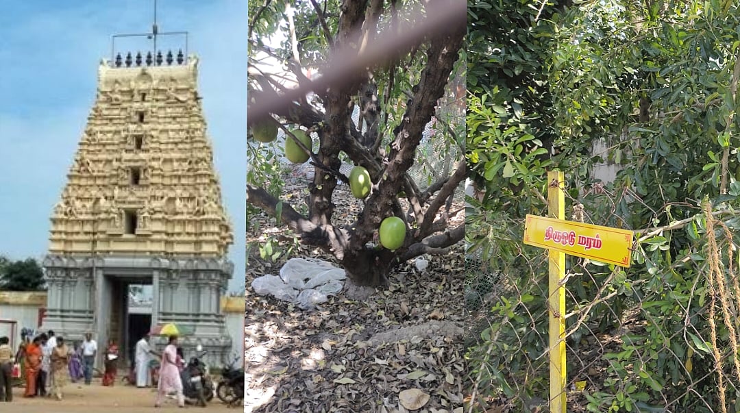 ஞாயிறு திருத்தலமும்! திருவோடு மரமும்! | Gnayuru Temple! Thiruvodu Tree!