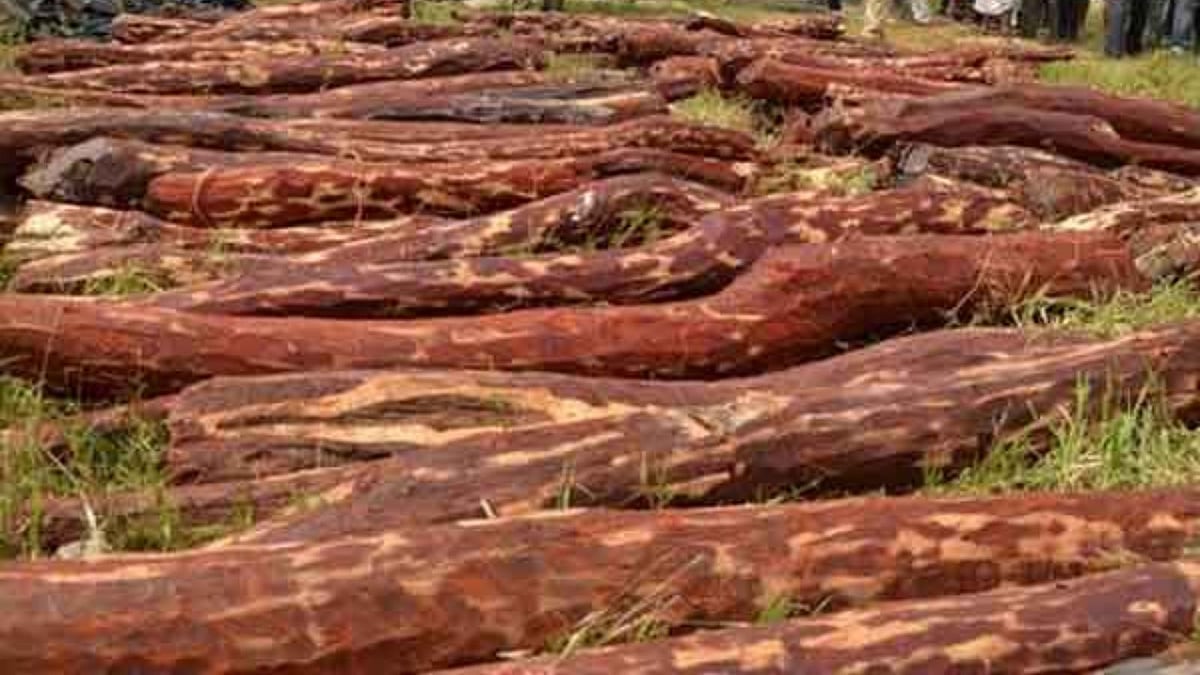 செம்மரத்தின் செம்மையான ஆரோக்கியம் நன்மைகள்! health benefits of semmaram