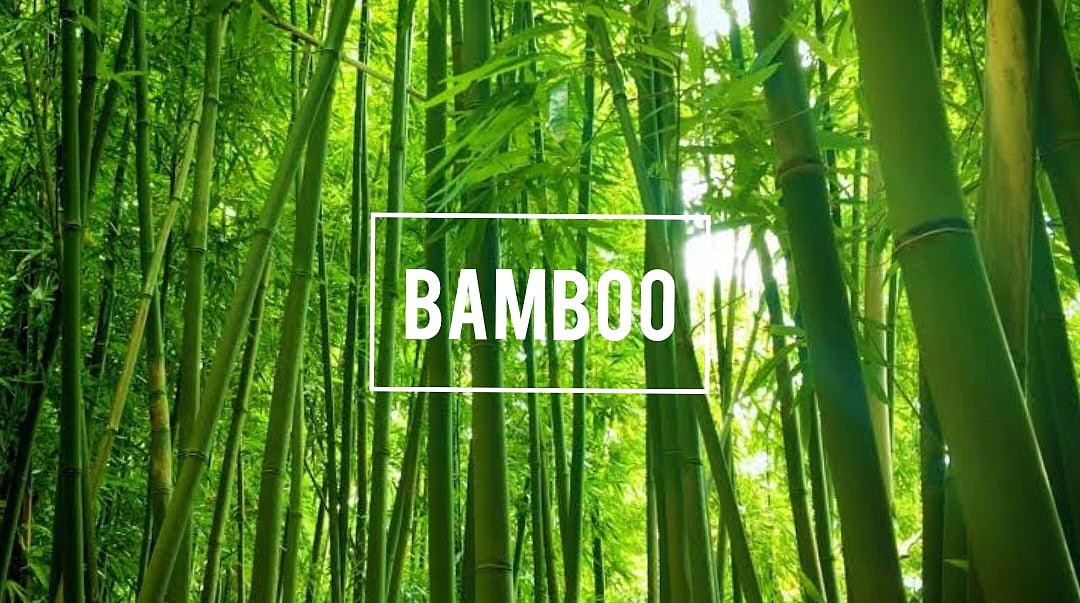 பொறுமைக்கு உதாரணம் மூங்கில்! | An example of patience is bamboo!