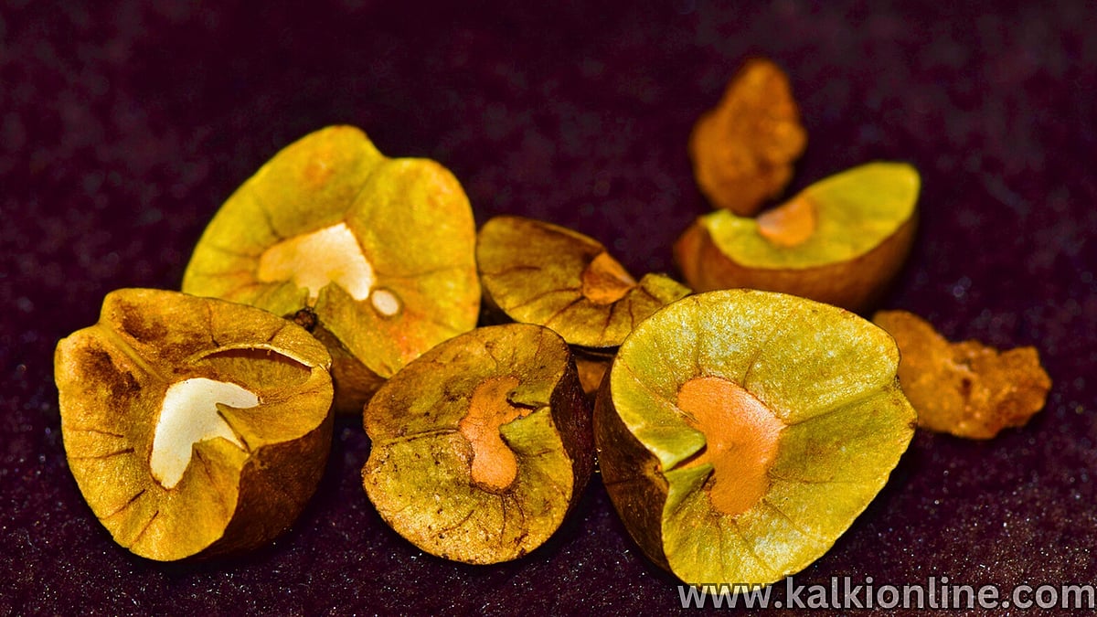 Mexican Jumping Beans: Jumping Beans… How is that possible?