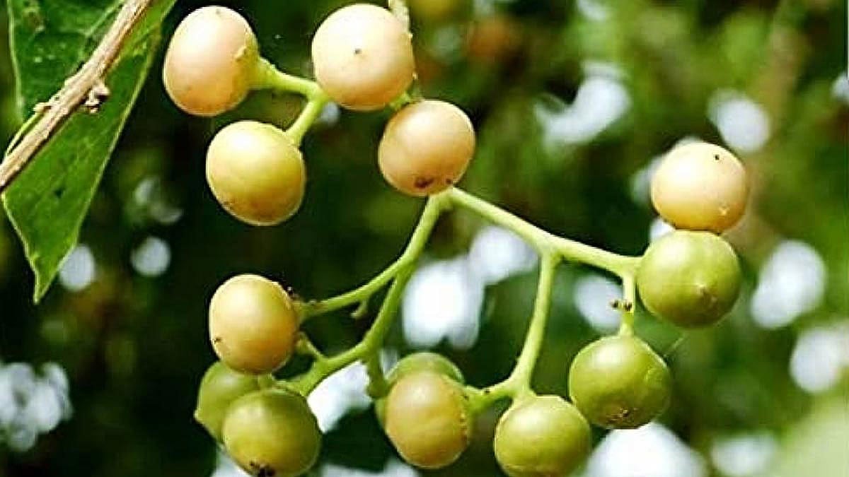 லசூடா என்ற பெர்ரி வகைப் பழத்தின் ஆரோக்கிய நன்மைகள்! Health Benefits of ...
