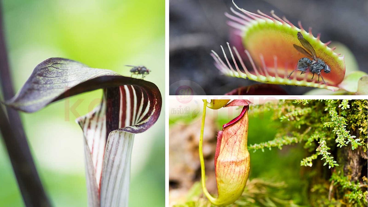 தாவரங்களிடம் சிக்கித் தவிக்கும் பூச்சிகள்! மாட்டினால் அவ்வளவுதான் ...