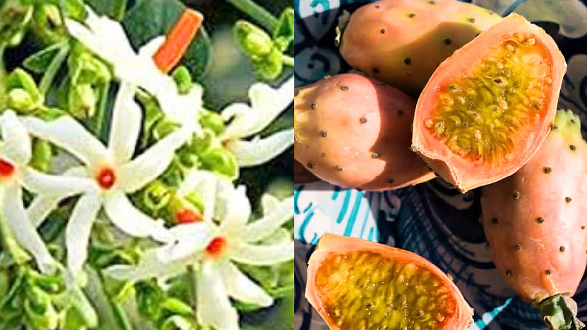 பல்வேறு நன்மைகளை வாரி வழங்கும் பாரிஜாதம் எனப்படும் பவழமல்லி! Barijatham ...