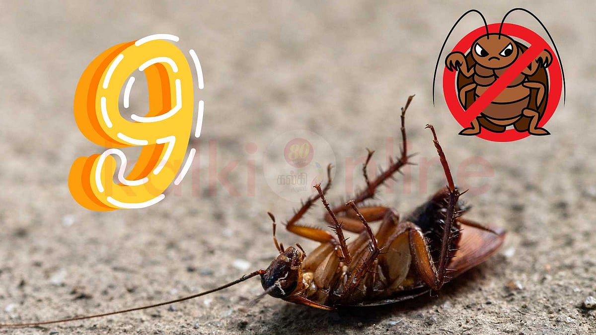 அச்சச்சோ... தொல்லை தாங்கலையே! கரப்பான் பூச்சிகள் காணாமல் போக 9 ...