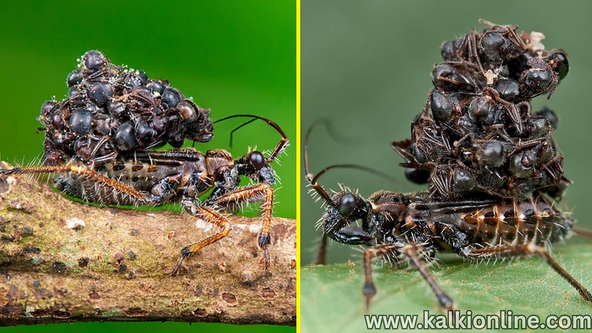 Acanthaspis Petax: An Assassin Bug that carries corpses on its back!