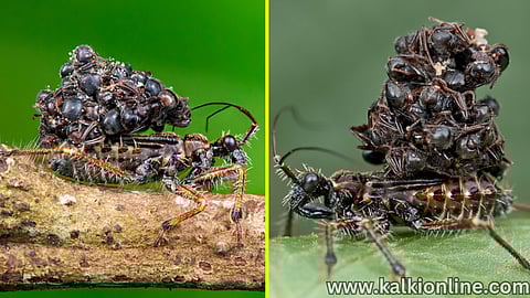 Acanthaspis Petax: An Assassin Bug that carries corpses on its back!