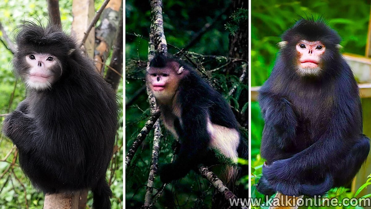 Snub Nosed Monkey: மியான்மர் மலைகளின் மர்ம‌ விலங்கு! Myanmar Snub Nosed ...