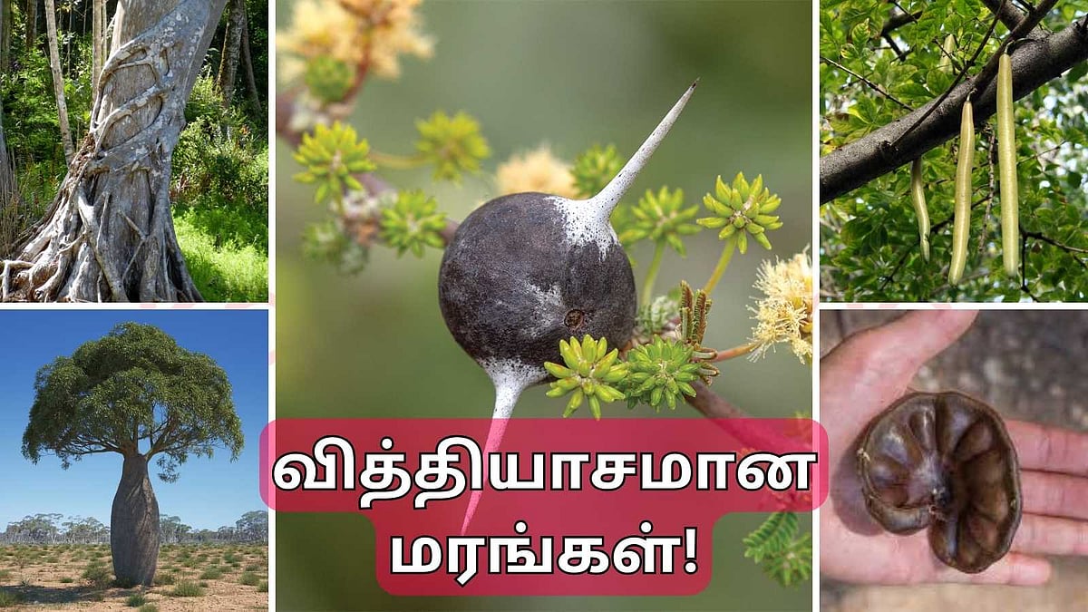 விசிலடிக்கும் மரம் தெரியுமா? | You know the whistling tree?