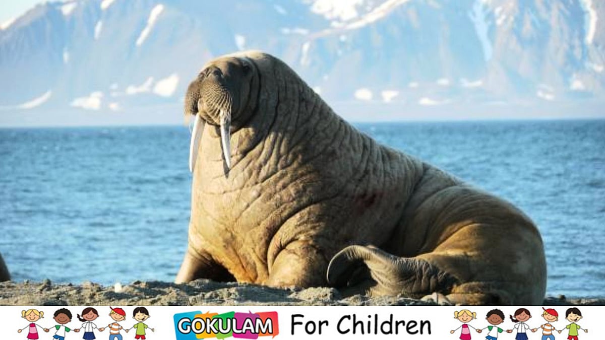Did You Know That Walruses Exhibit Unique Colour Changes?