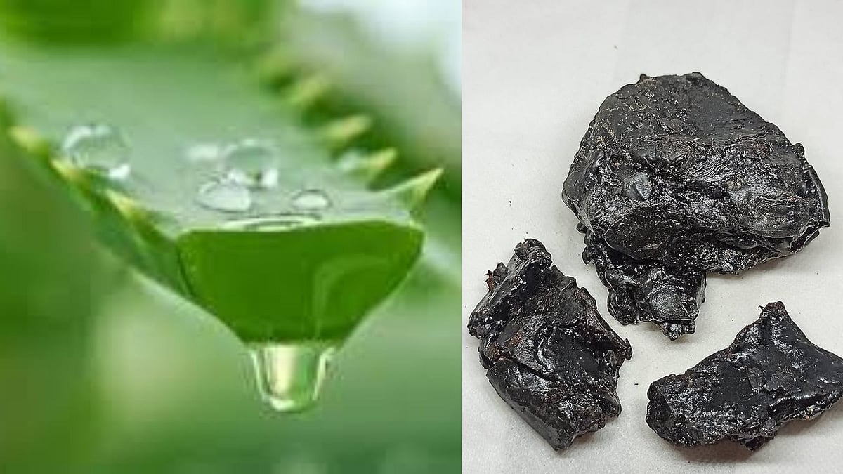 இரத்தக்கட்டு பிரச்னைக்கு நிவாரணம் தரும் கரியபோளம்! Kariyabolam relieves ...