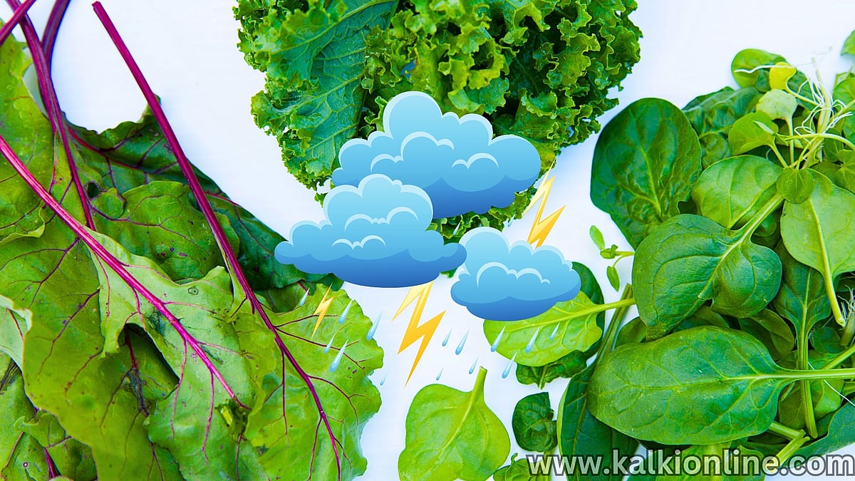 மழைக்காலங்களில் ஏன் கீரைகளை தவிர்க்க வேண்டும் தெரியுமா? why you should ...