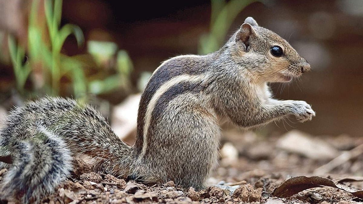 சூட்சுமமான சக்தியை பெற்று அதிர்ஷ்டத்தை அள்ளிக் கொடுக்கும் அணில் கூடு ...