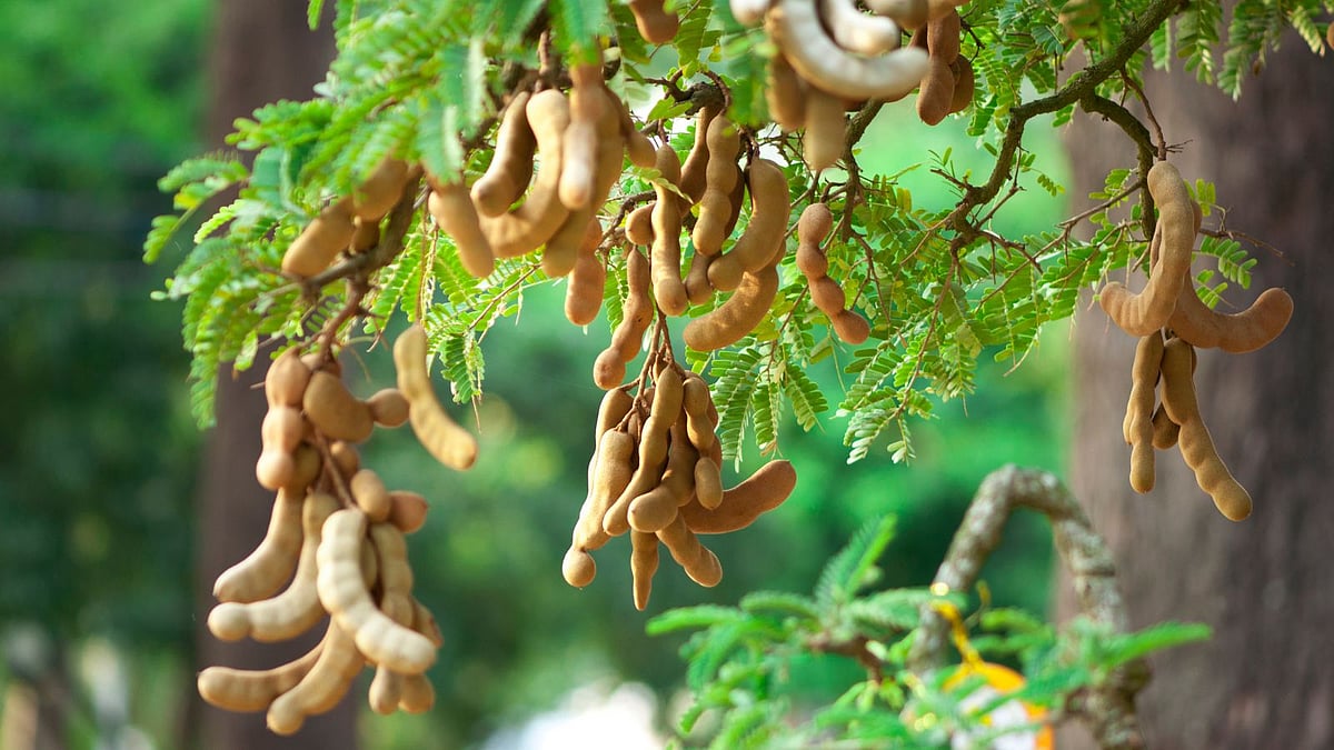 புளியை சாதரனமா நினைக்காதீங்க மக்களே! | Don't take tamarind for granted ...
