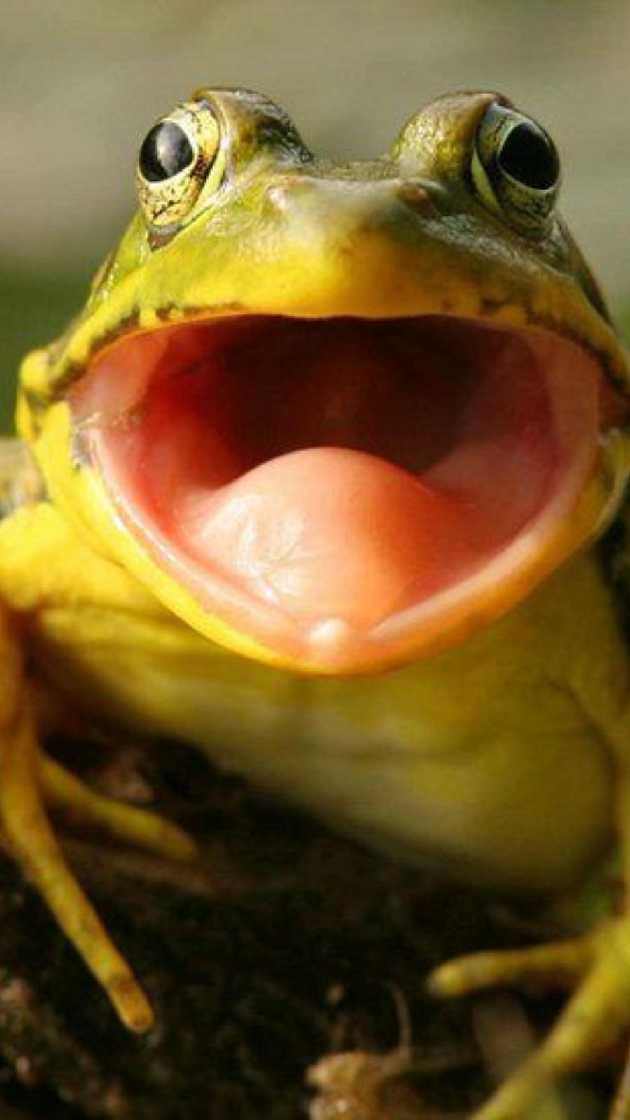 தவளைகள் மழை நேரத்தில் மட்டும் கத்துவது ஏன் தெரியுமா? Do you know why ...