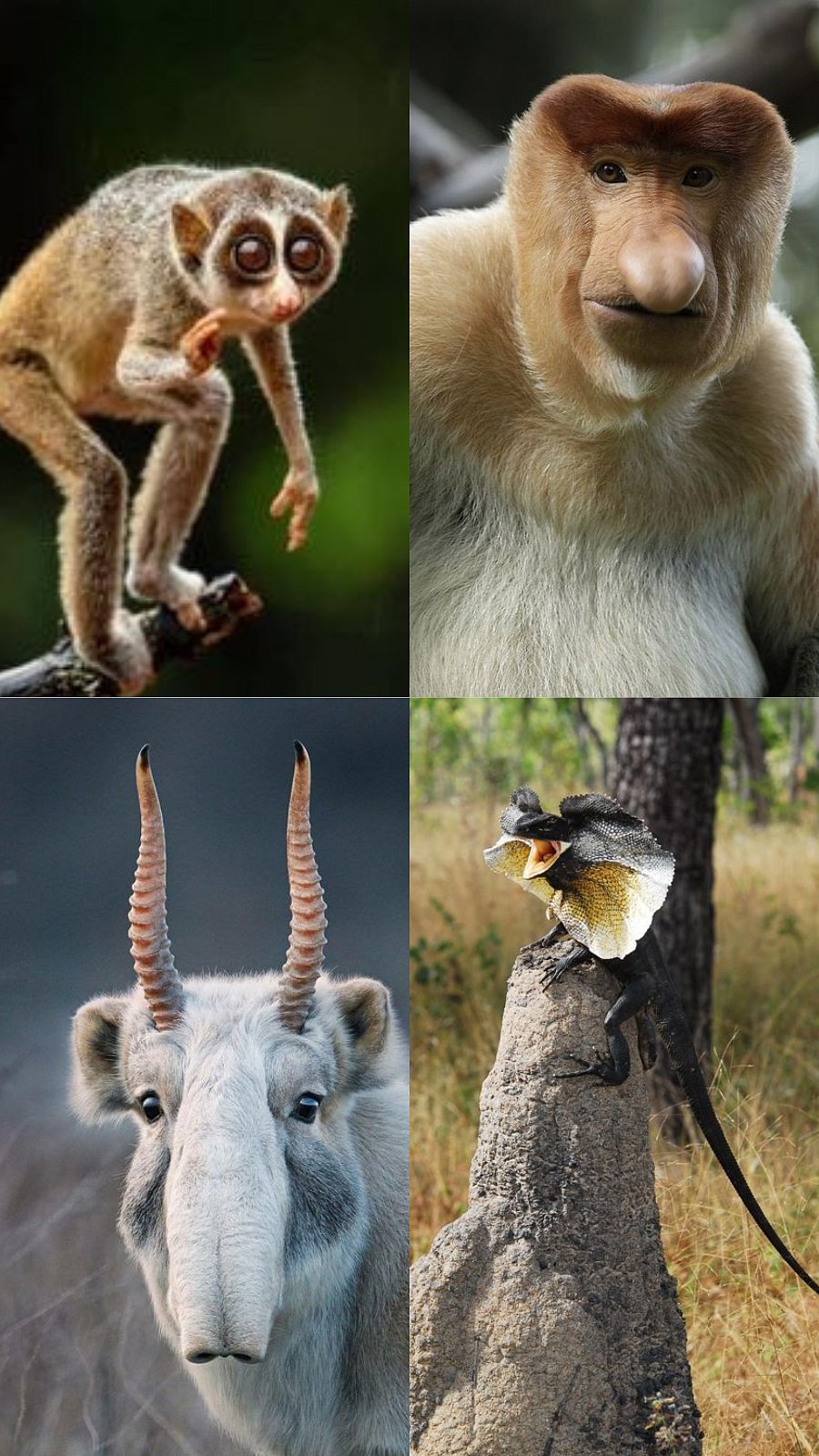வியக்க வைக்கும் புதுமையான விலங்குகள்! Amazingly innovative animals