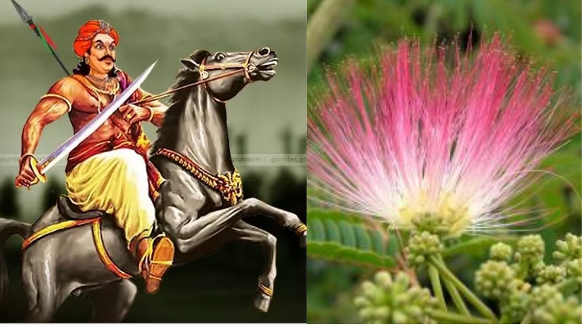 பண்டைய காலத்தில் போரில் வென்ற மன்னர்கள் வாகை மலர்களை சூடிக்கொண்டது ஏன் ...