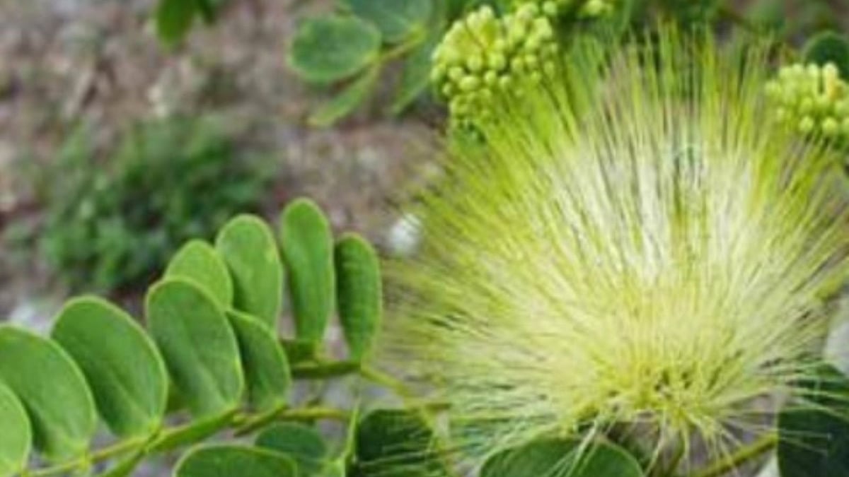 வெற்றிக்கு மட்டுமல்ல; உடல் ஆரோக்கியத்துக்கும் மருந்தாகும் வாகை மலர் ...