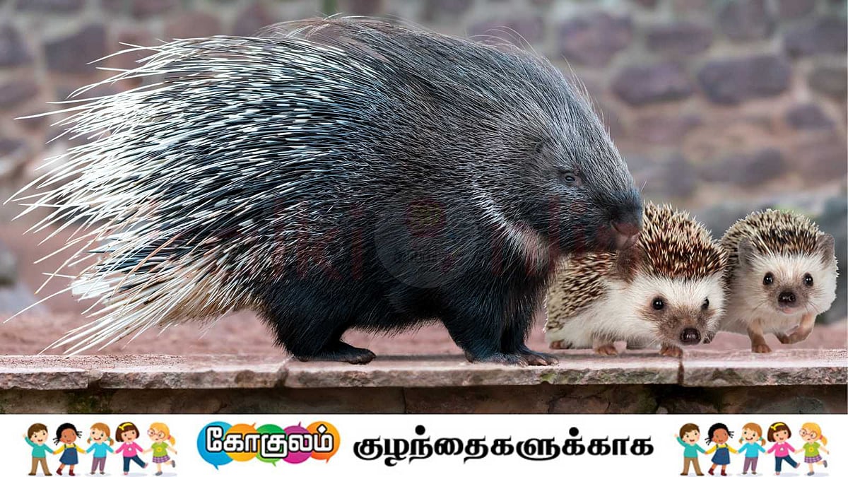 முள்ளம்பன்றி பற்றிய சில சுவாரசியமான தகவல்கள்!