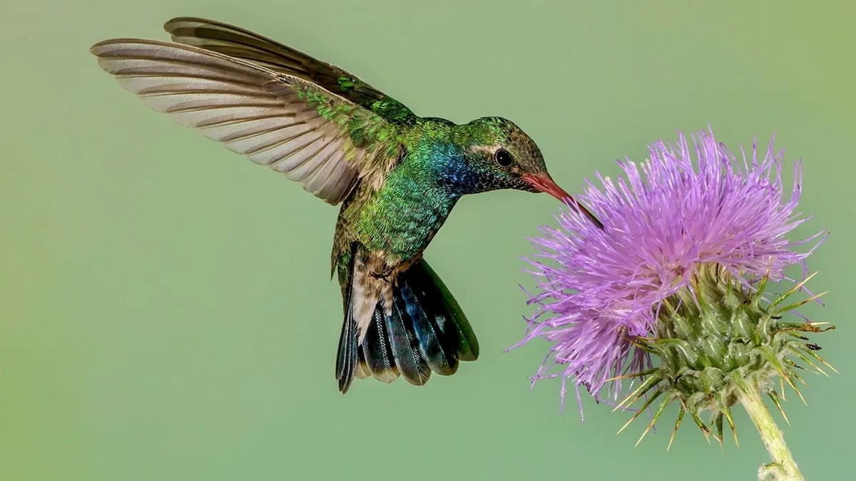 Characteristics of Hummingbirds!