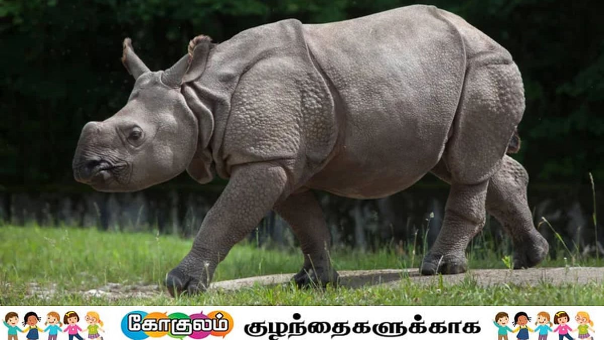 Rare species of rhinoceros. Ending tragedy!