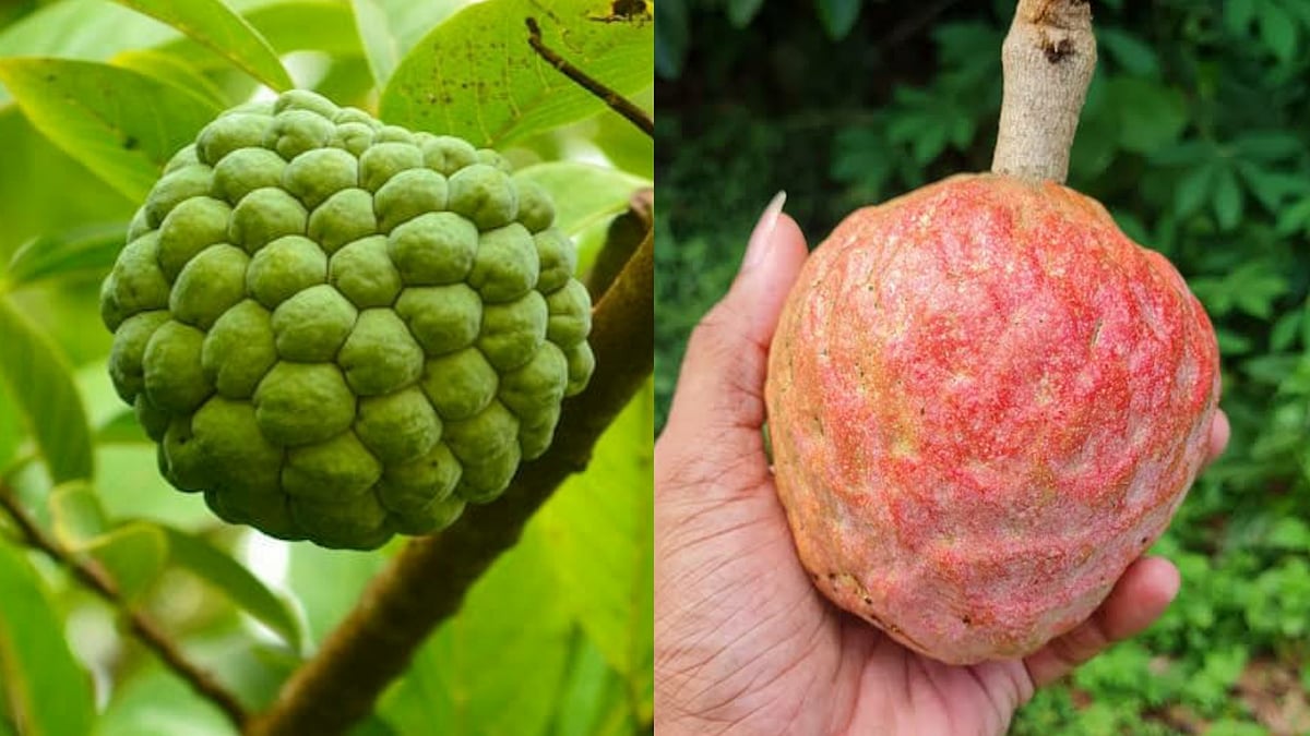 சீத்தா Vs ராம் சீத்தா உடலுக்கு ஆரோக்கியம் தரும் பழம் எது?